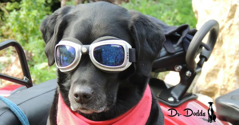 Dog Sunglasses: Fashion Statement or a Health Necessity? | Hemopet