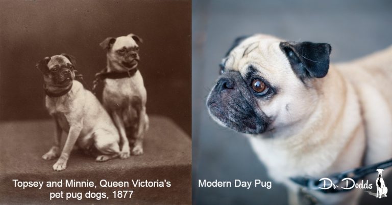 Breeding Brachycephalic Dogs and Cats, Part 2 | Hemopet