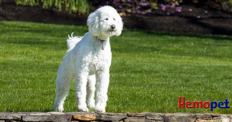 Addison’s Disease in Dogs: Testing and Treatment | Hemopet