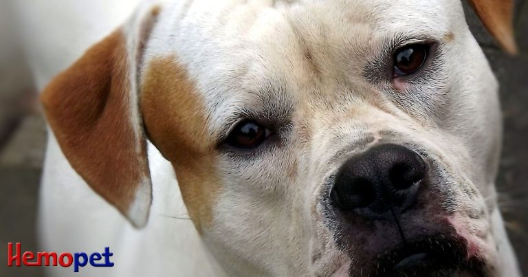 Vitamin D3 Supplementation for Canine Atopic Dermatitis | Hemopet