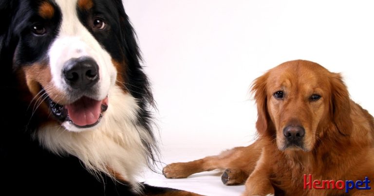 Common Heart Diseases in Dogs Part II: Sac and Muscle | Hemopet