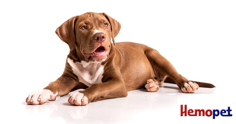 Research Regarding Pulse Ingredients in Dog Food and Relationship to ...