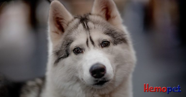 Canine Distemper in Depth and the Vaccines | Hemopet
