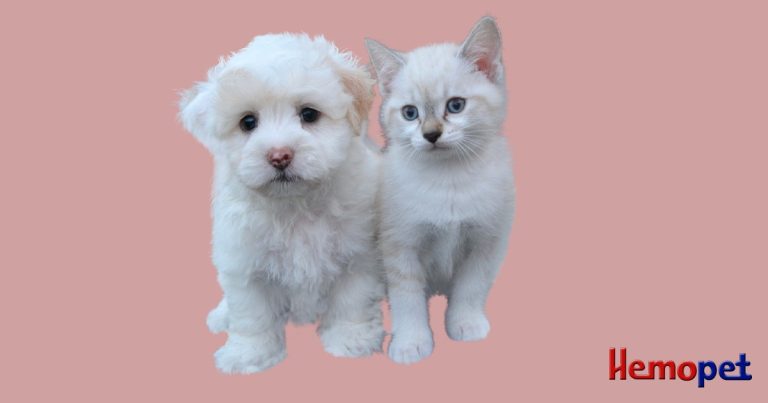 Vaccine Titer Testing for Dogs and Cats | Hemopet